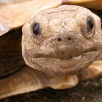 Les Mikea de Madagascar, derniers peuples indigènes Malagasy