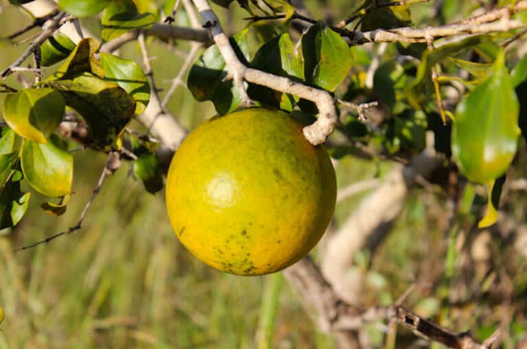 The curious fruits of Madagascar. Some are little known