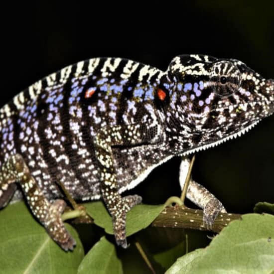 Alefa Barea de Madagascar ! Tous les yeux seront rivés sur ce match