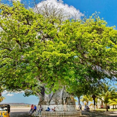 Les Mikea de Madagascar, derniers peuples indigènes Malagasy